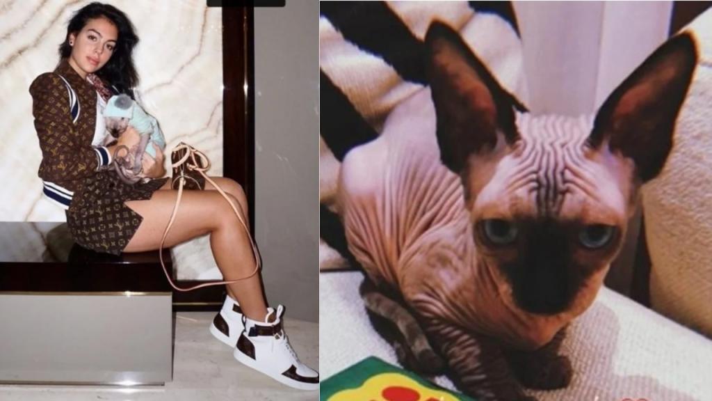El gato de Cristiano fue atropellado... ¡y viajó en avión privado a ... El gato de Cristiano fue atropellado... ¡y viajó en avión privado a ...